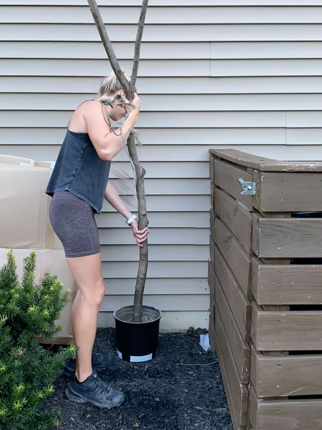 Faux Fall Tree - Hamilton Park Home | Inspiration for Home | Garden | DIY
